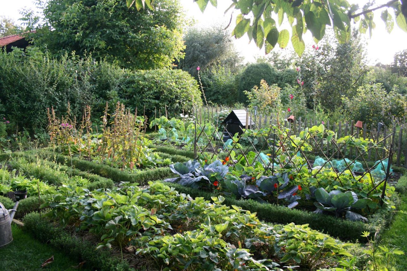 Gemüsegarten anlegen – Teil I – Frau Meise